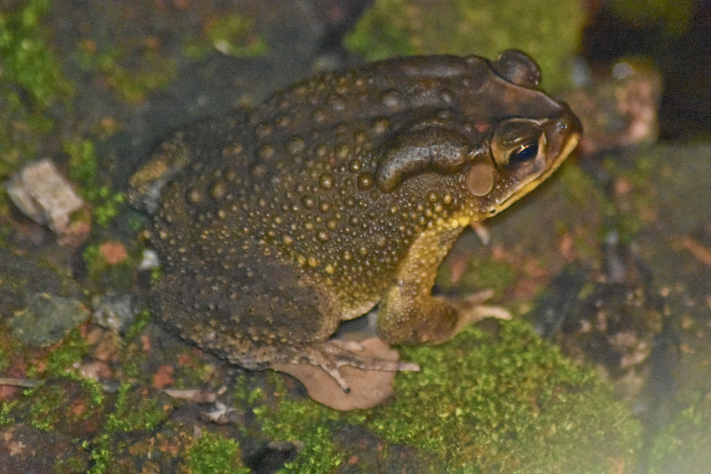 Asian Common Toad from Kep Province, Cambodia on August 13, 2023 at 08: ...
