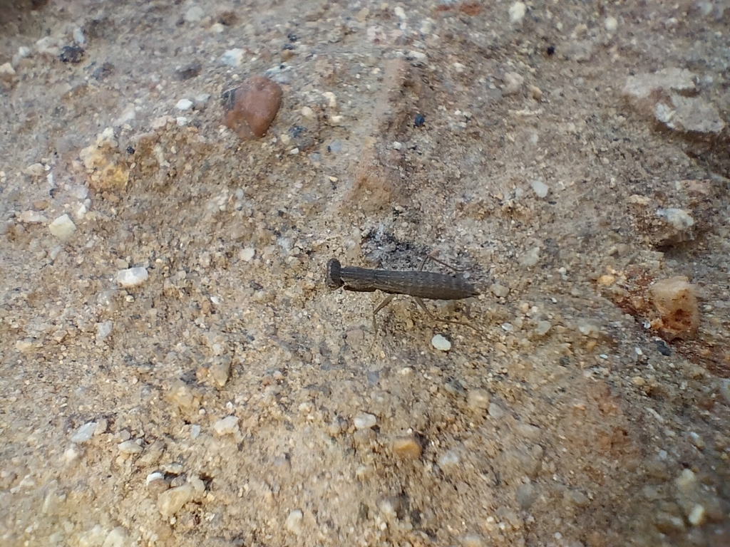 Amantis from Arcot on August 13, 2023 at 05:10 PM by Navin Rajan ...