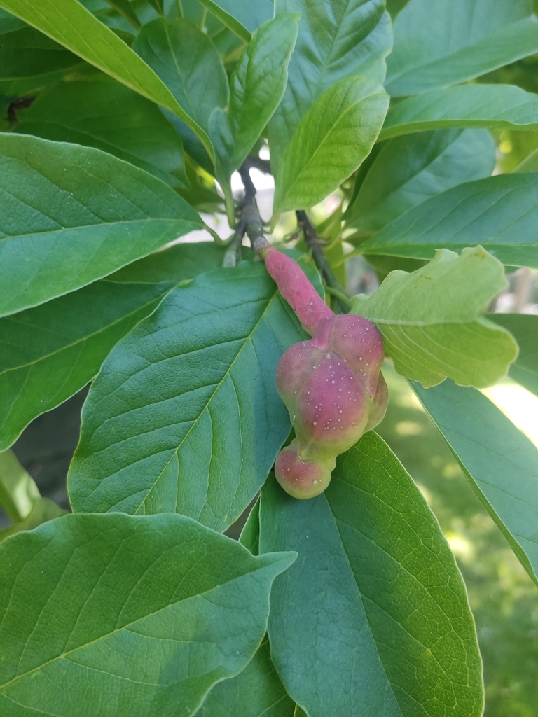 Spindle from Przemyśl, Polonia on August 13, 2023 at 04:00 PM by ...