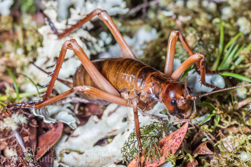 West Coast Bush Weta (Hemideina broughi) · iNaturalist