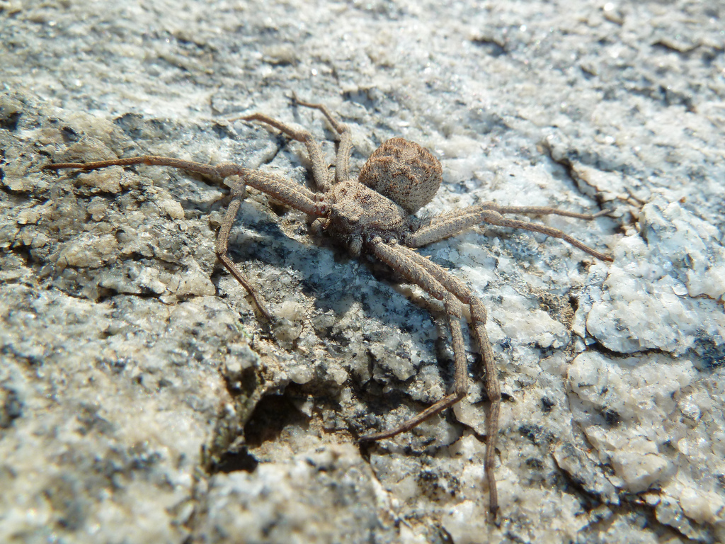 Sixeyed Sand Spider from Noup Farm, Diamond Coast, Kleinsee, 8282 ...