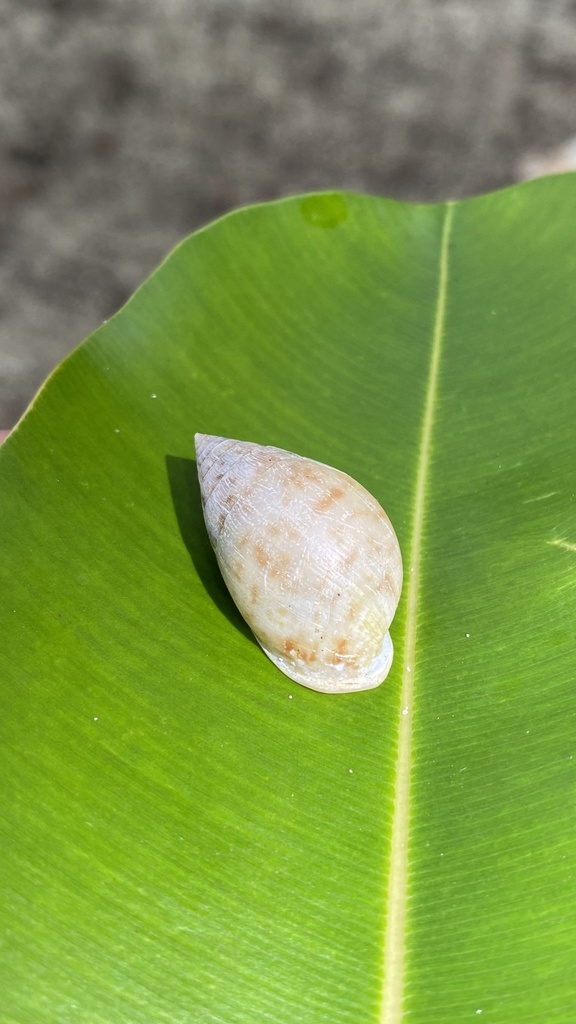 Pythia scarabaeus from Babeldaob, Palau, PW on August 12, 2023 at 02:19 ...