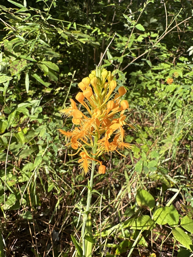 orange-fringed orchid in August 2023 by Drew Goodwin · iNaturalist