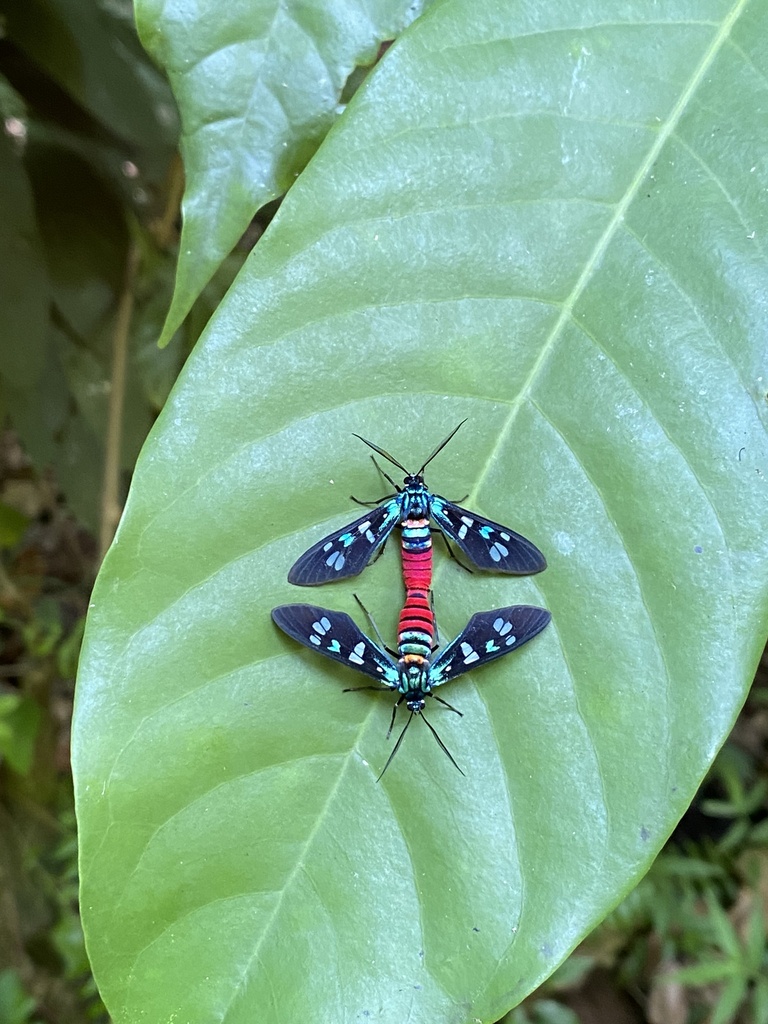 Euchromia creusa from Babeldaob, Palau, PW on January 31, 2021 at 10:39 ...