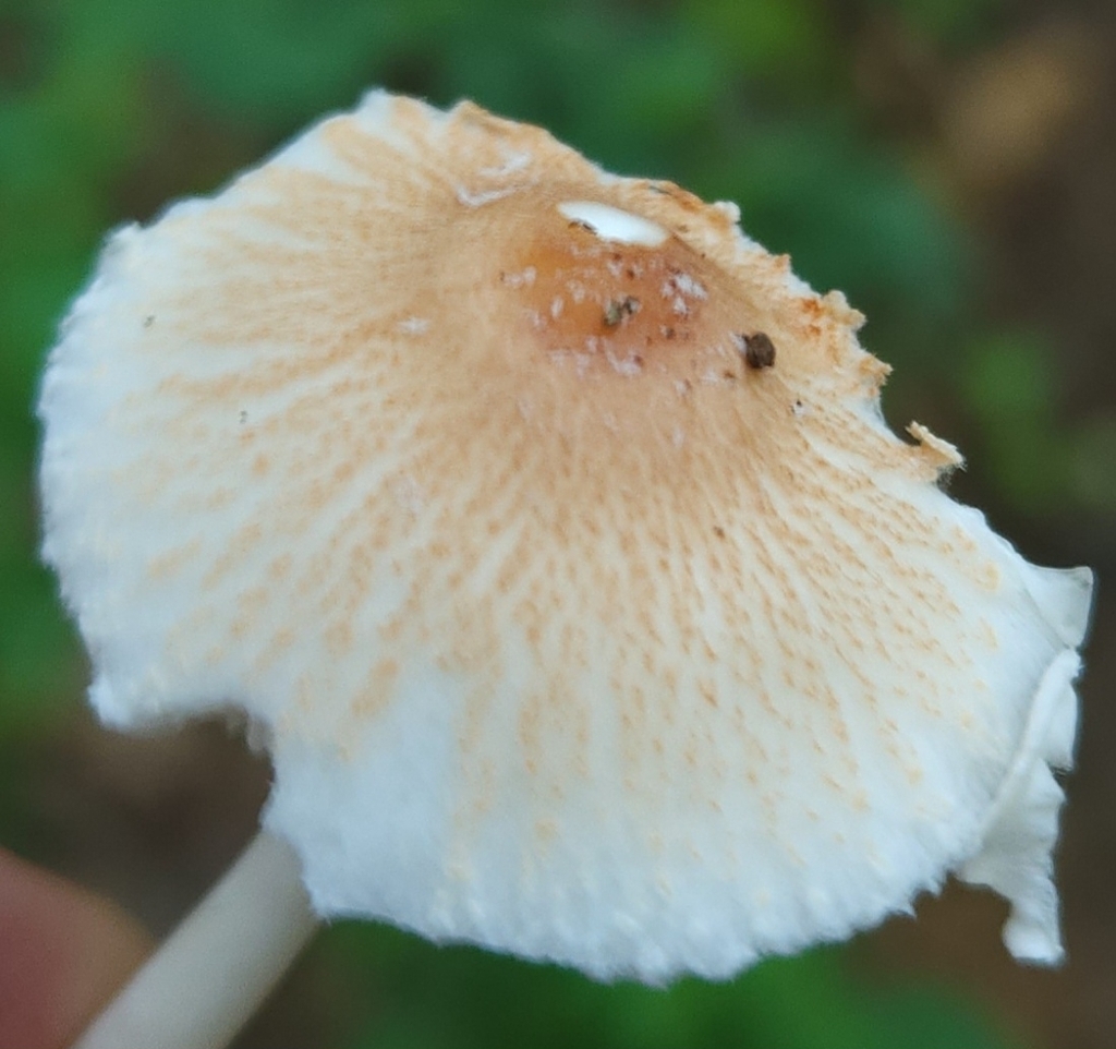 Stinking Dapperling from Rome, GA 30161, USA on August 13, 2023 at 08: ...