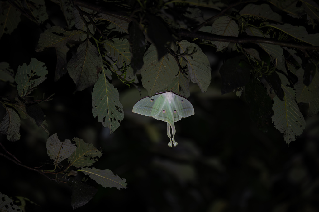 Chinese Moon Moth from 大理市, 大理白族自治州, 云南省, CN on August 12, 2023 at 09: ...