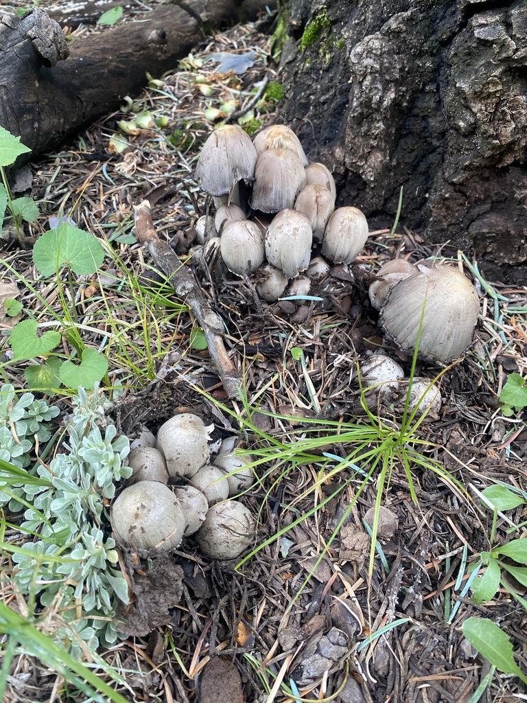 Common Ink Cap in August 2023 by DD Waldron · iNaturalist
