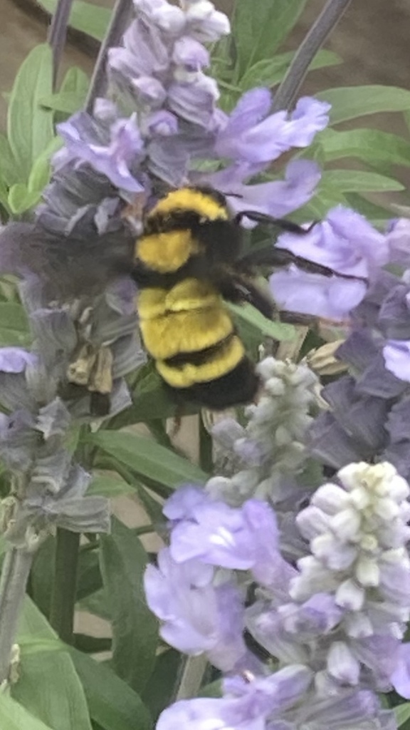 Sonoran Bumble Bee from Santa Fe Dr, Encinitas, CA, US on August 13 ...