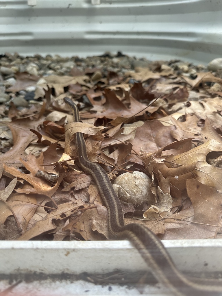 Common Garter Snake from 21st St, Otsego, MI, US on August 13, 2023 at ...