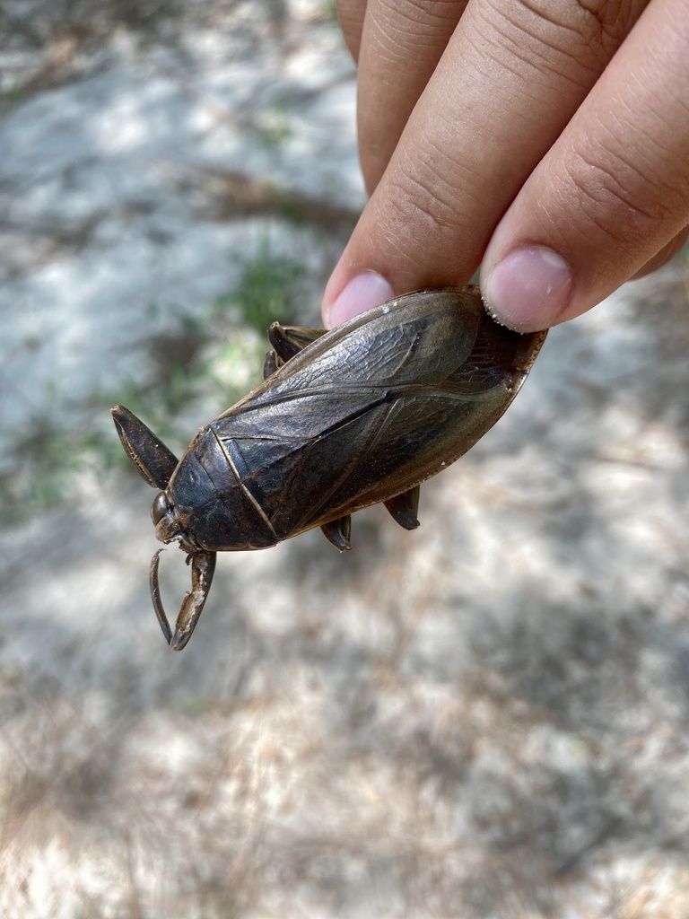 Eastern Toe-biter in August 2023 by Amanda Reyes · iNaturalist