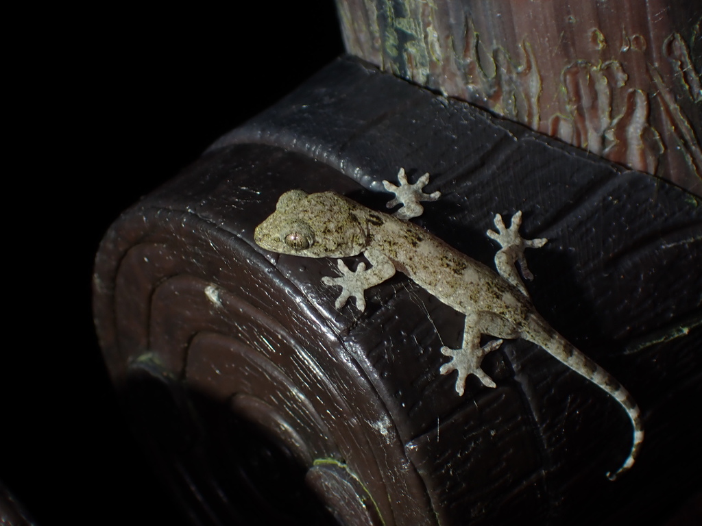 Chinese Narrow-disked Gecko from Hong Kong on August 13, 2023 at 09:12 ...