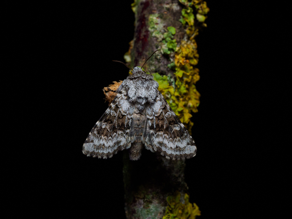 Broad-barred White from 85072 Eichstätt, Deutschland on August 13, 2023 ...