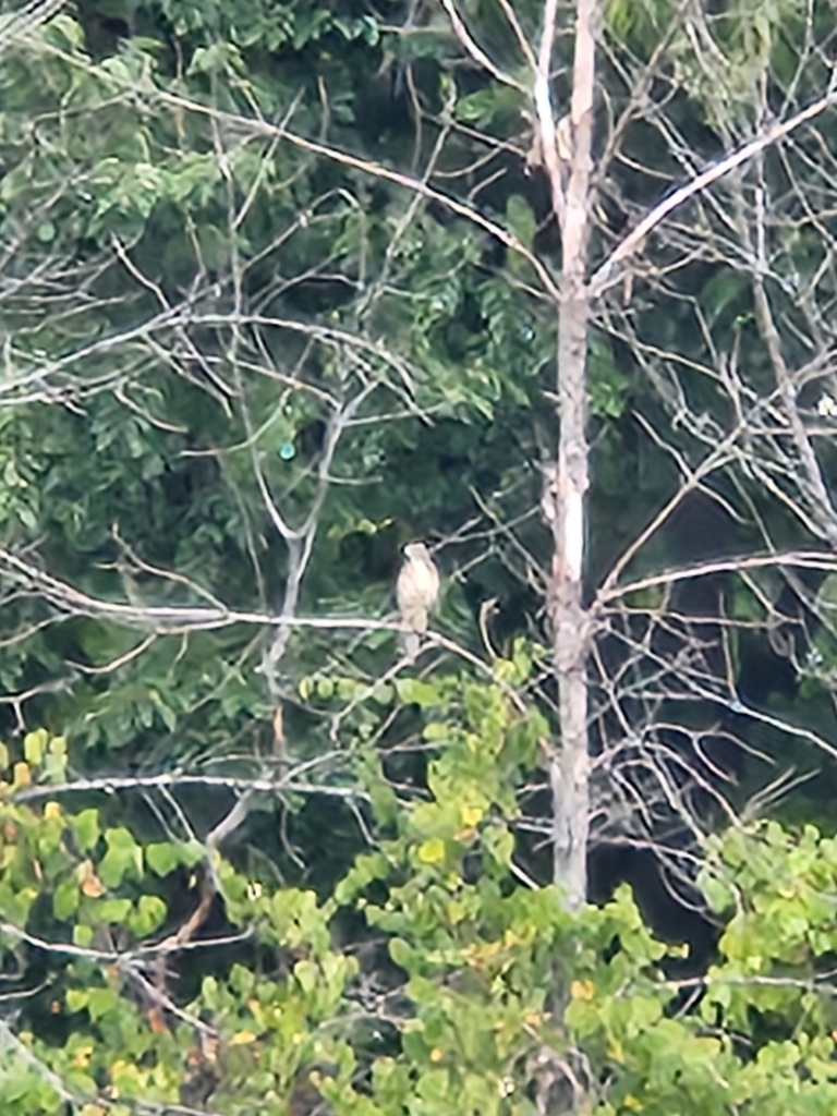 Hawks, Eagles, and Kites from Germantown, WI 53022, USA on August 13 ...
