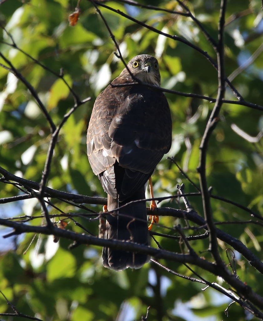 Sharp-shinned Hawk in August 2023 by Mason Corden · iNaturalist