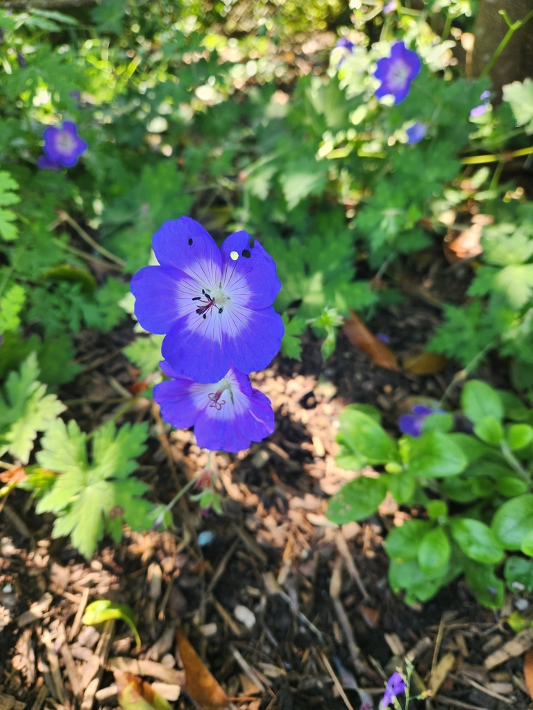 Geranium wallichianum from Golden Gate Park, San Francisco, CA, USA on ...
