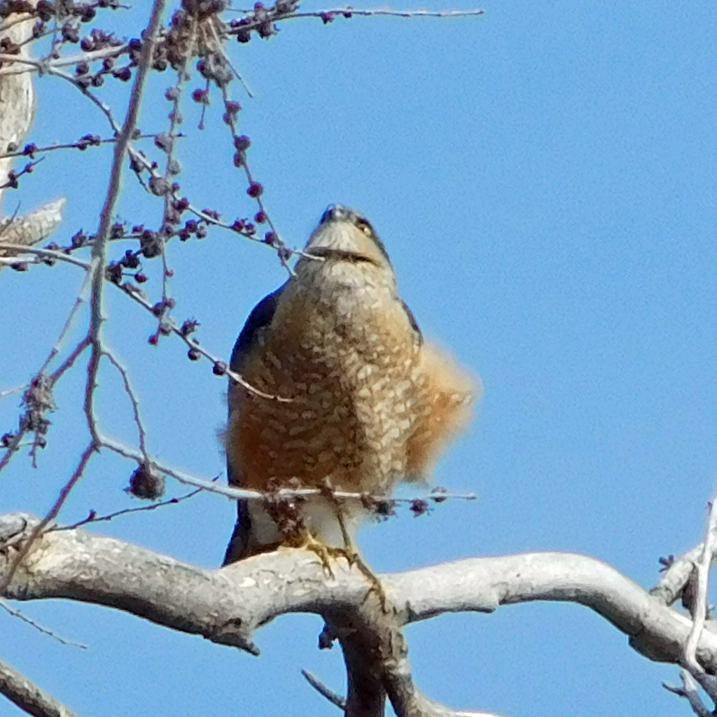 Sharp-shinned Hawk from Dunbar-Manhattan Heights, Lubbock, TX, USA on ...