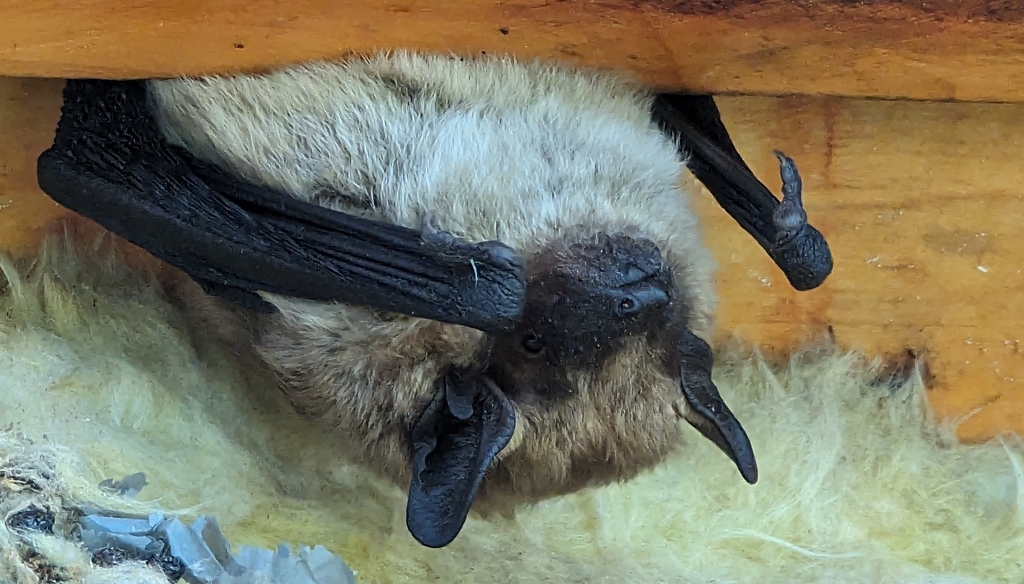 Western Small-footed Myotis from Falcon, CO 80831, USA on August 13 ...