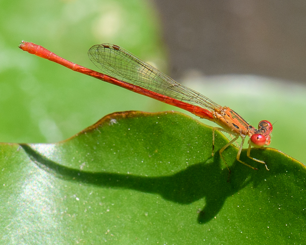 Desert Firetail from Lady Bird Johnson Wildflower Center 4801 La Crosse ...