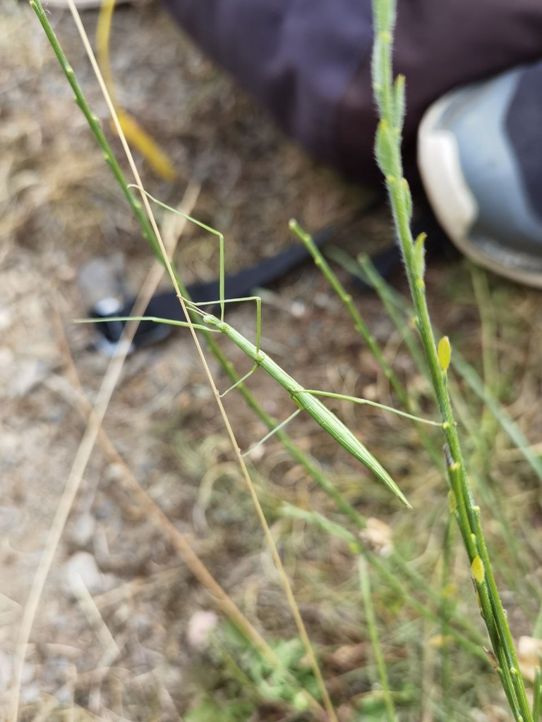 Common Walking Stick Insects from 24915 Posada de Valdeón, León, España ...