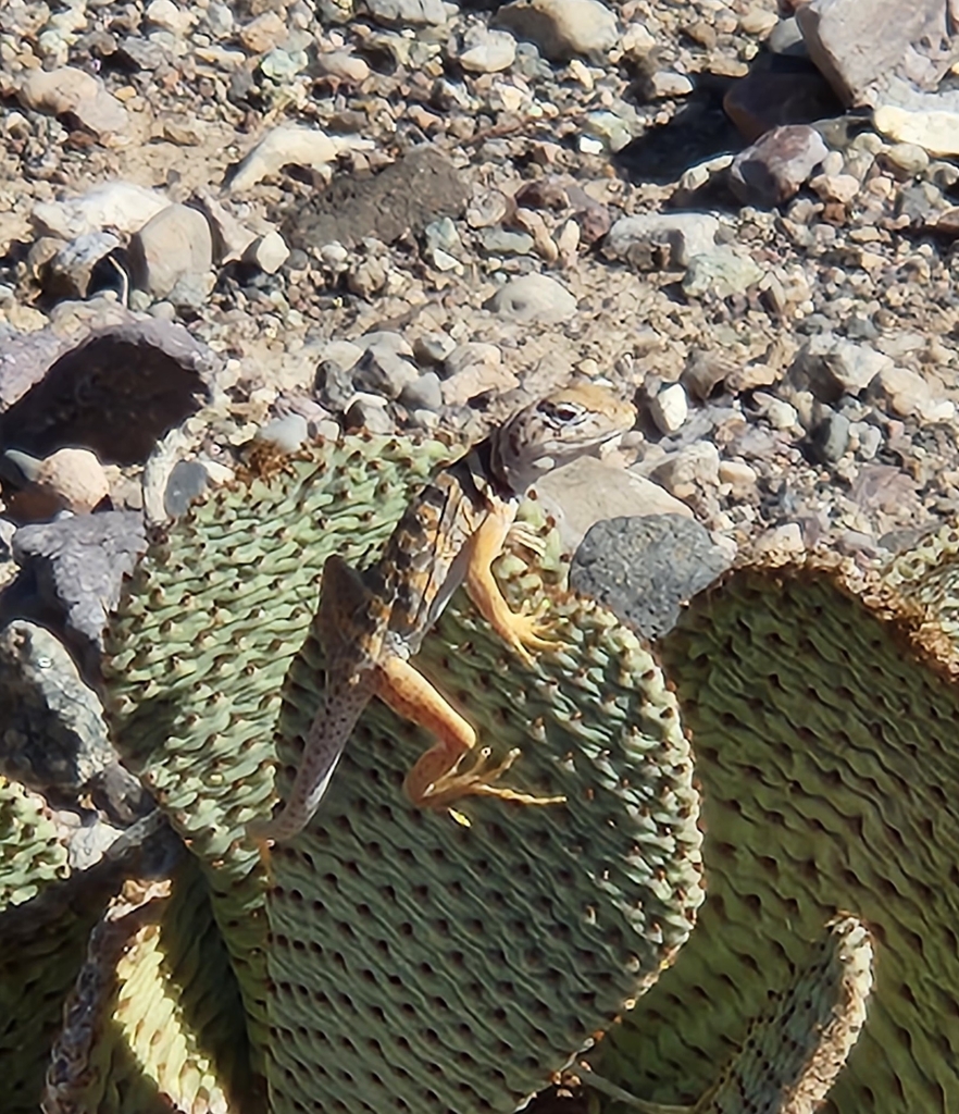 Desert Collared Lizard from Boulder City, NV 89005, USA on August 13 ...