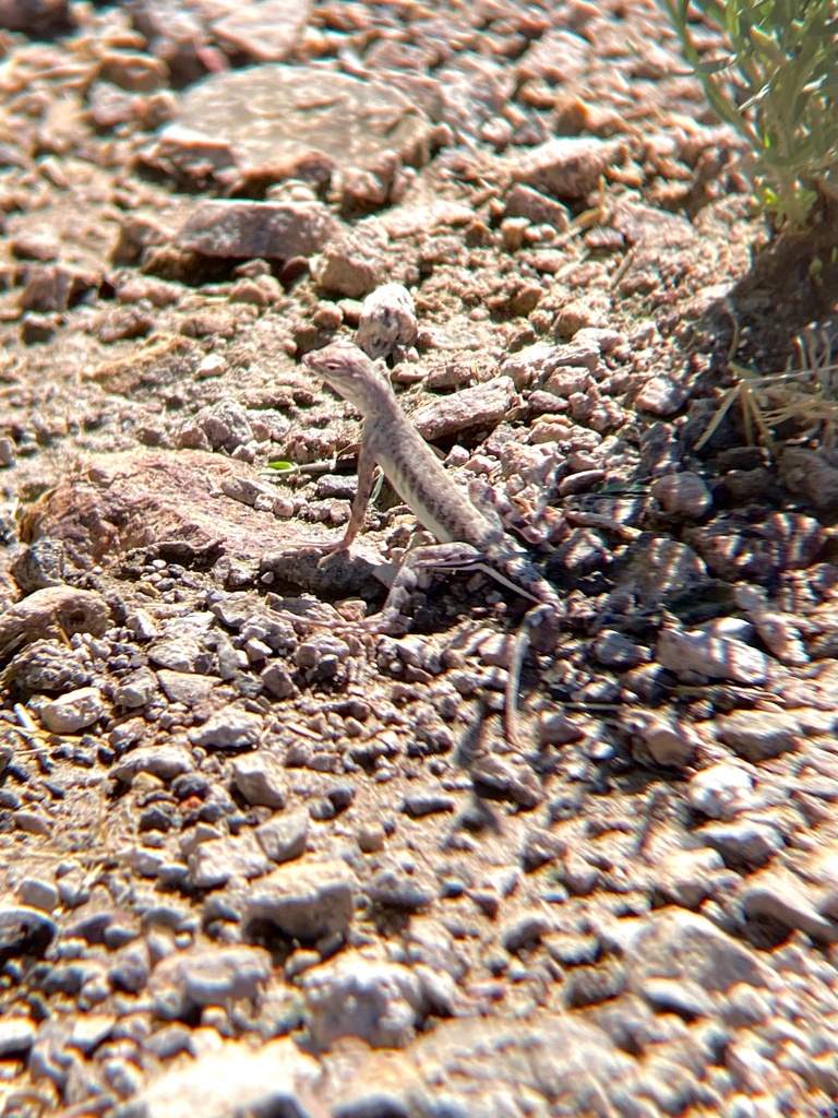 Zebra-tailed Lizard in August 2023 by Fen S.. Was wagging striped tail ...