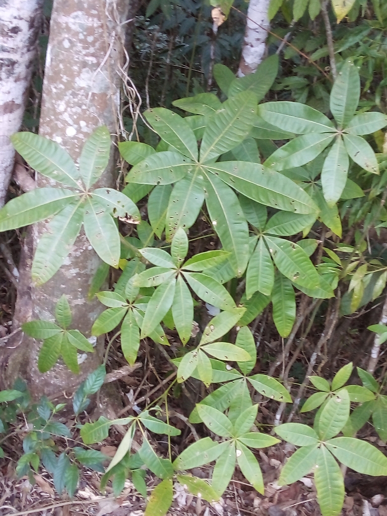 saba nut tree from Piranga, MG, 36480-000, Brasil on August 13, 2023 at ...