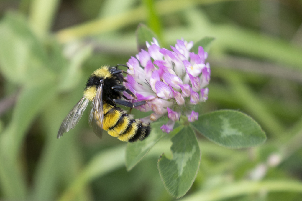 Northern Amber Bumble Bee from Mono, ON, Canada on August 9, 2023 at 12 ...