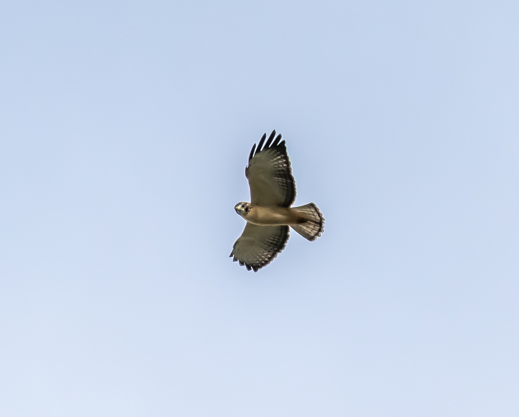 Short-tailed Hawk from Real County, TX, USA on August 13, 2023 at 08:38 ...