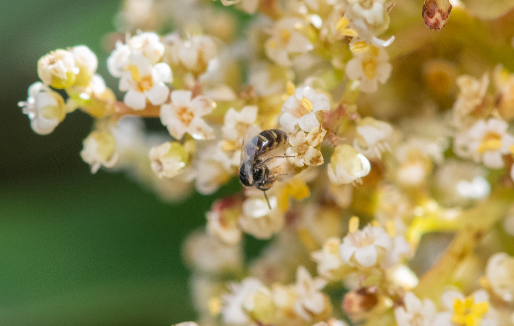 Rhus Fairy Bee from Studio City, Los Angeles, CA, USA on August 12 ...