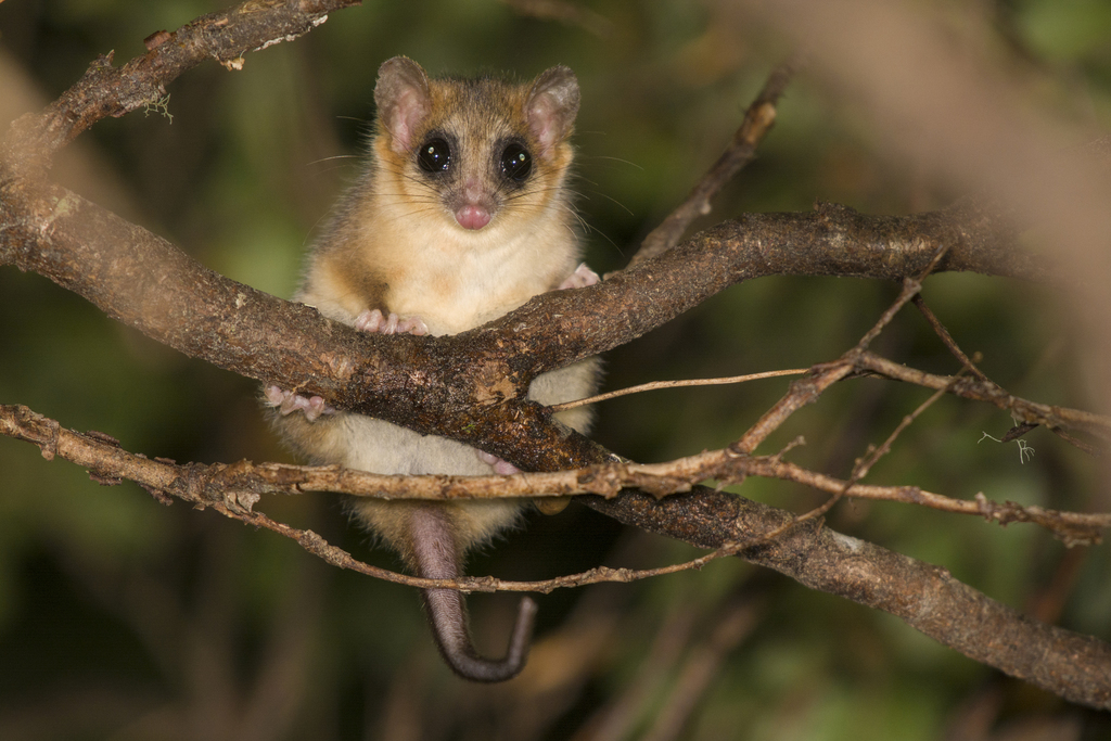Microbiotheres (Microbiotheria) - Know Your Mammals