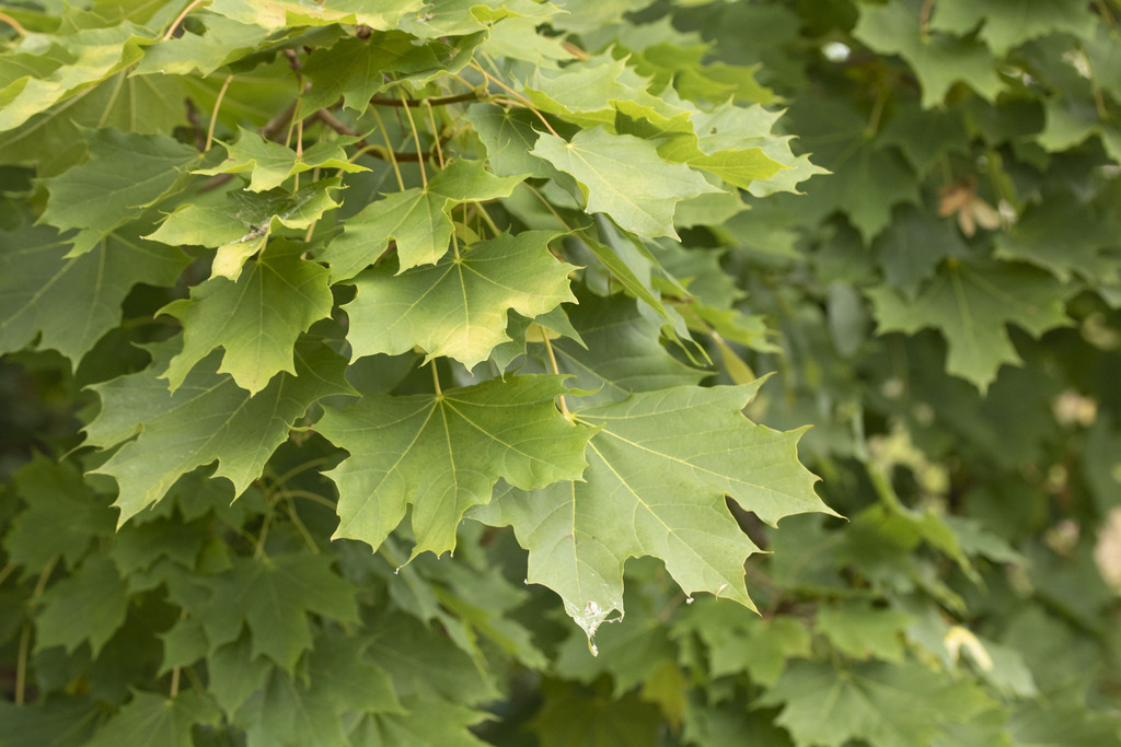 Norway maple from Robinwood, West Linn, OR, USA on August 5, 2023 at 04 ...