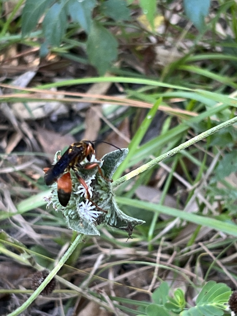 Great Golden Digger Wasp from DeSoto National Forest, Perkinston, MS ...