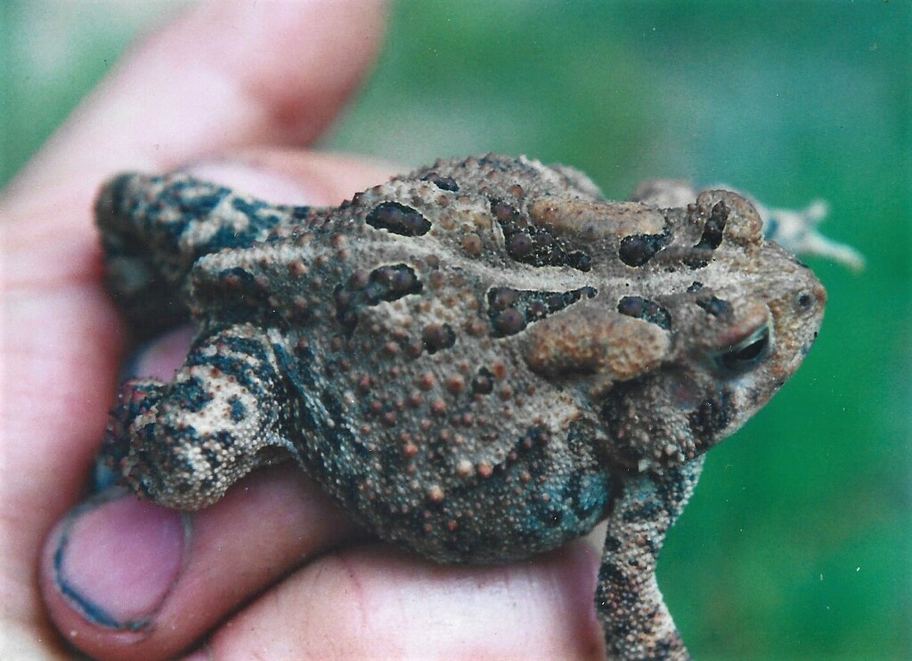 North American Toads from Palmer, MA, USA on August 17, 1996 by ...