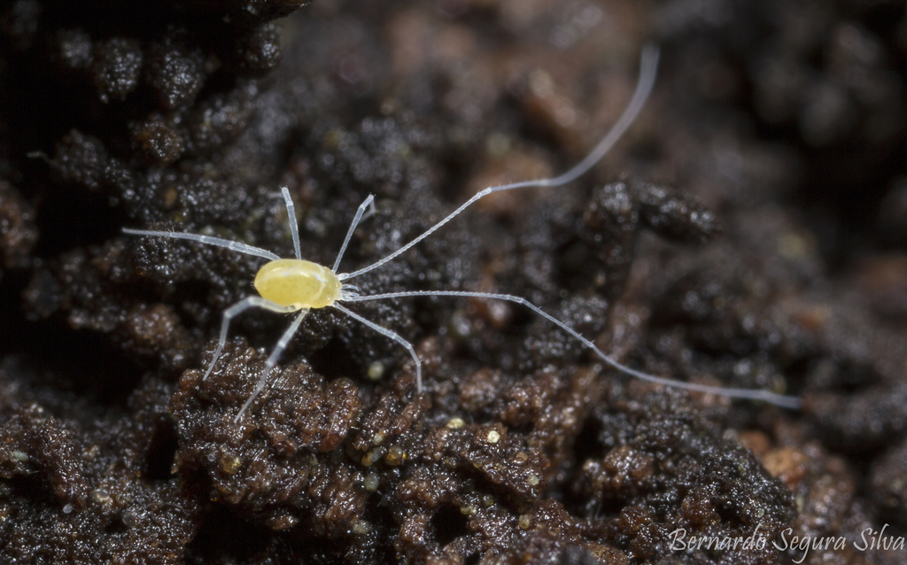 Linopodes from Cachapoal, Región del Libertador Gral. Bernardo O ...