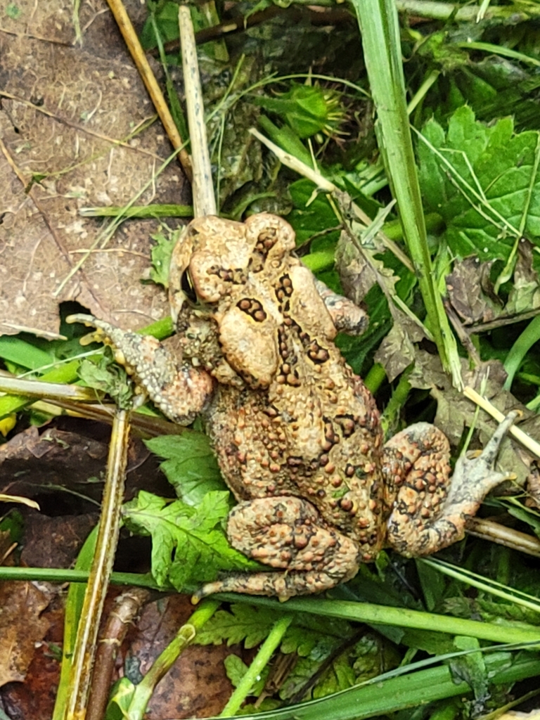 North American Toads from Paradise, MI 49768, USA on August 13, 2023 at ...