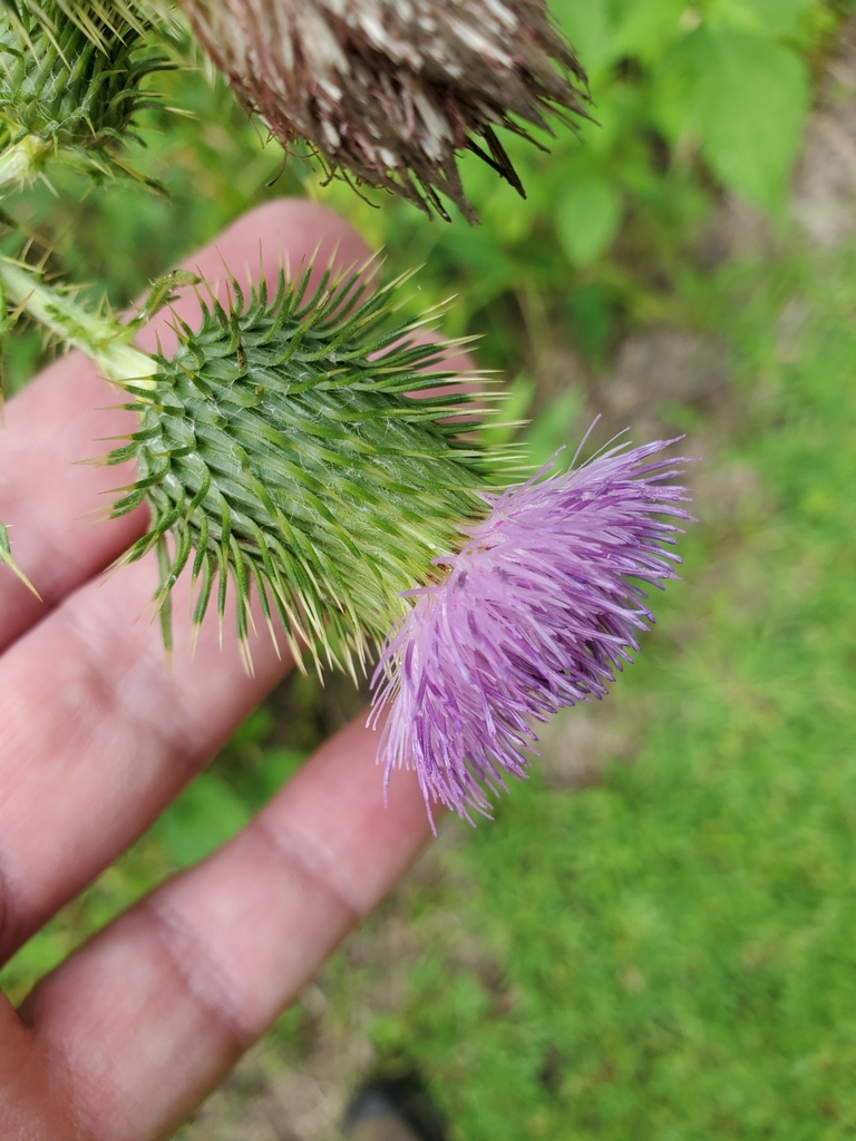 Bull Thistle from Maxwell, IA 50161, USA on August 13, 2023 at 03:57 PM ...