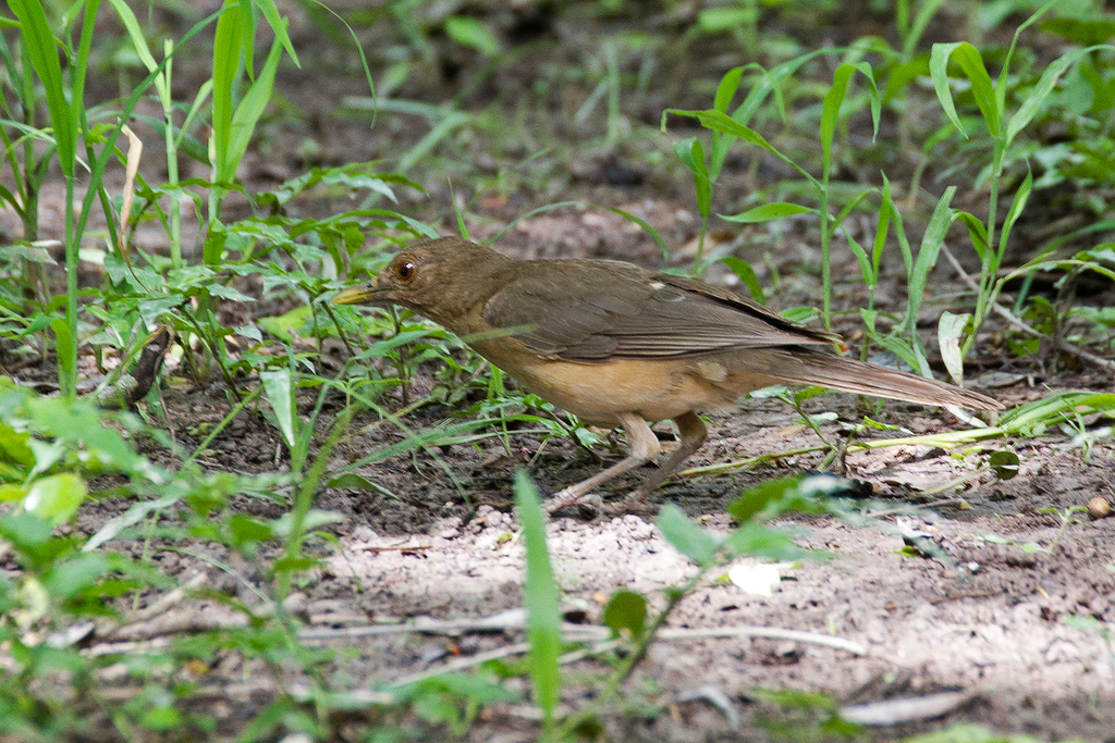 Clay-colored Thrush from Tinúm Municipality, Yucatan, Mexico on June 26 ...