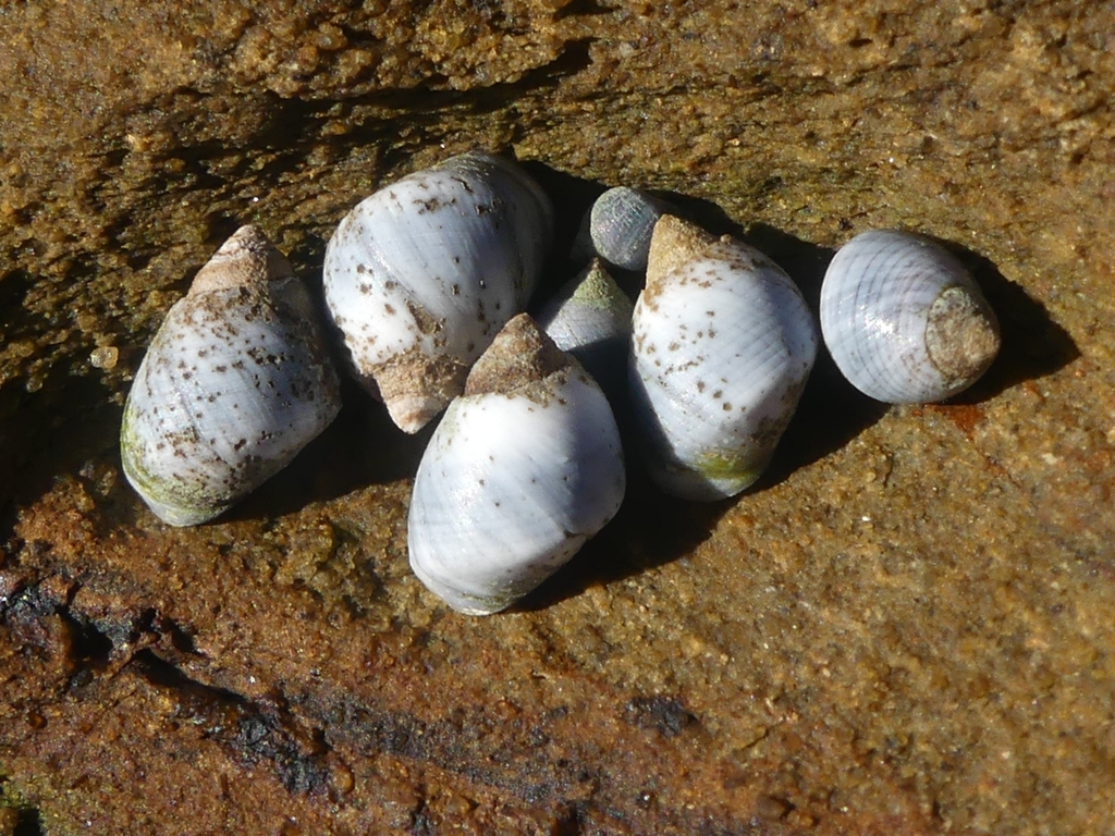 Little Blue Periwinkle from Bermagui Blue Pool on August 10, 2023 at 10 ...