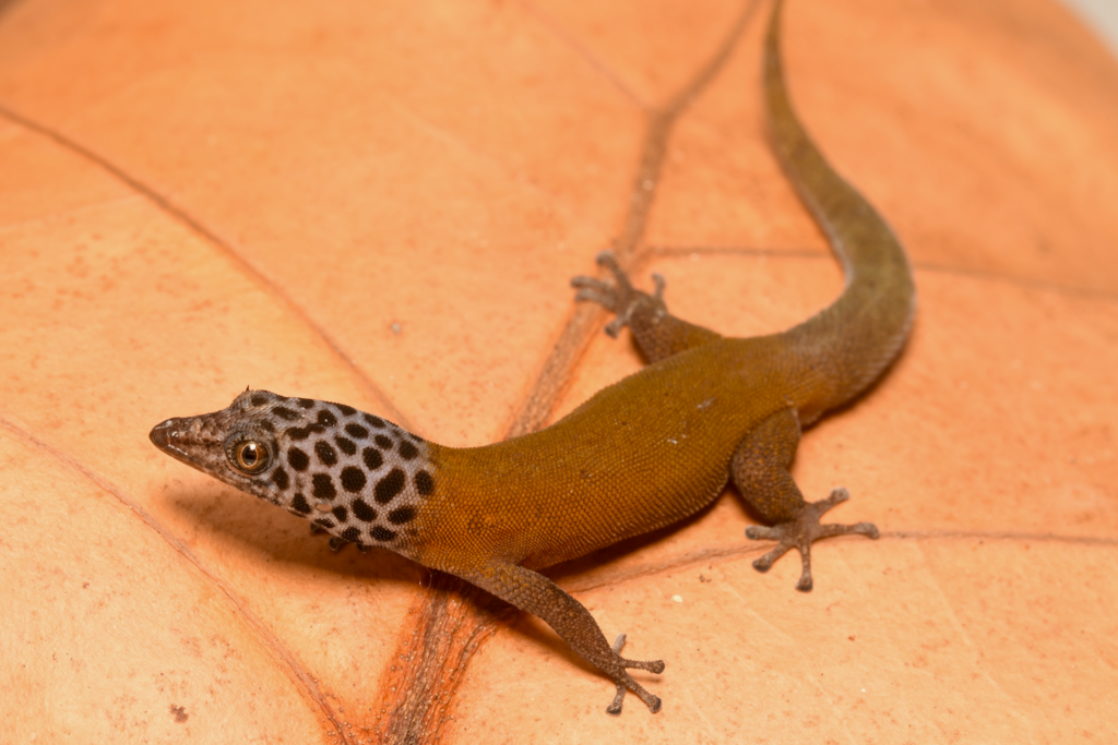 Yellow-tailed Dwarf Gecko in July 2023 by Stu Nielsen · iNaturalist