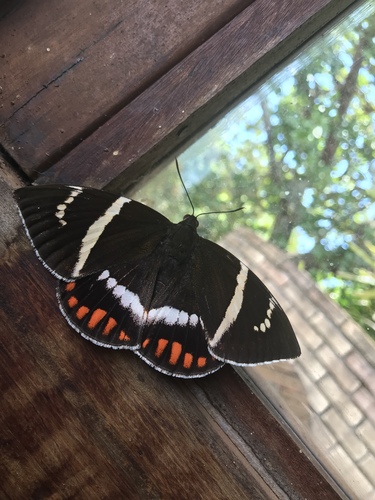 Castnia licus · iNaturalist