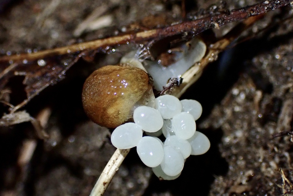 Dusky Slugs from Evergreen Ln, Montello, WI, US on July 30, 2023 at 08: ...