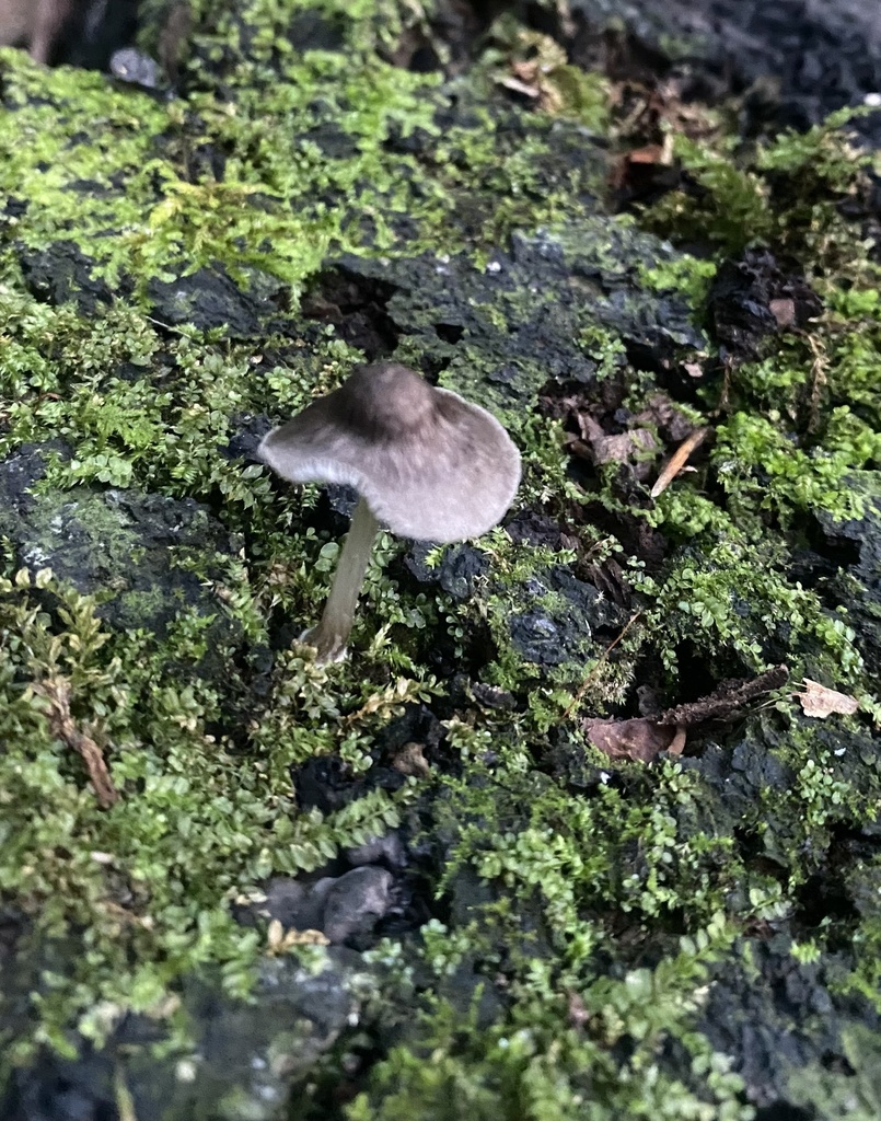 Pluteus septocystidiatus from Nashville, IN, US on August 11, 2023 at ...