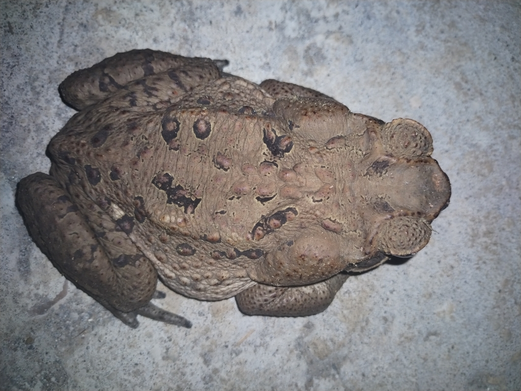Beaked Toads from Dayuma, Ecuador on August 13, 2023 at 07:58 PM by ...