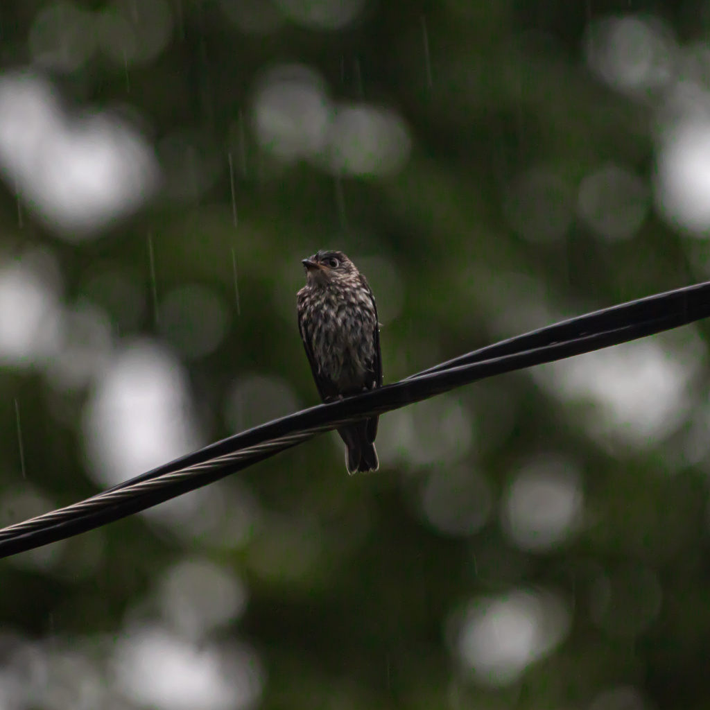 Eastern Bluebird from Demarius Dr, Nashville, TN, US on July 18, 2023 ...