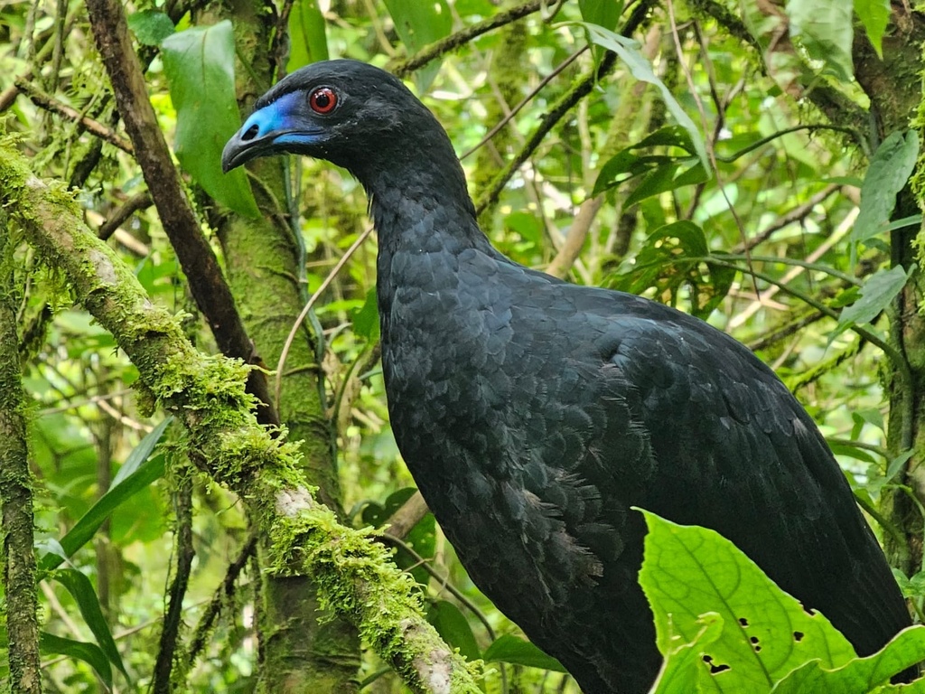 Black Guan from Reserva Bosque Nuboso Santa Elena, Abangares ...