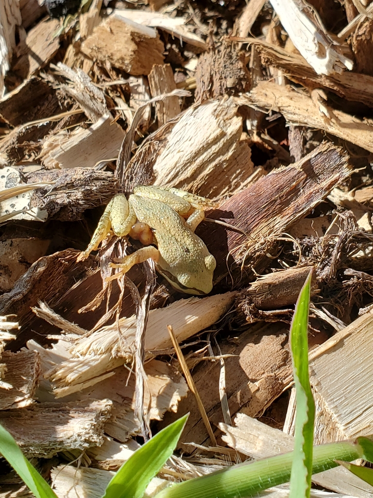 Sierran Tree Frog from Ada County, ID, USA on August 13, 2023 at 10:37 ...