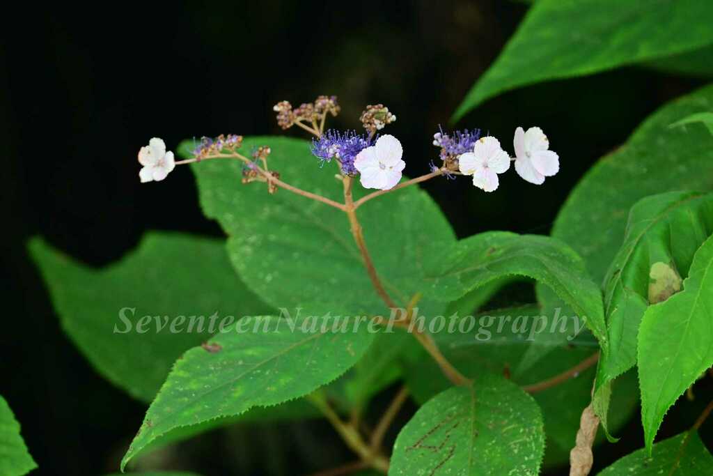 hydrangeas from 中国四川省眉山市洪雅县 on August 5, 2023 at 12:45 PM by 石柒 ...