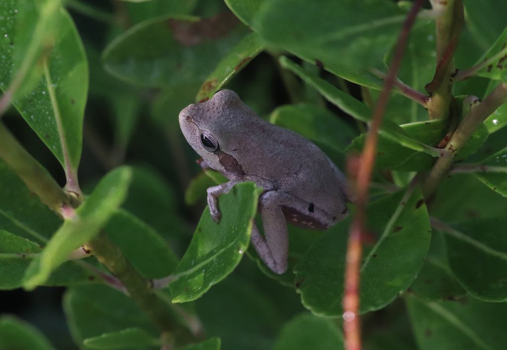 Pine Woods Tree Frog from Orange County, FL, USA on August 13, 2023 at ...
