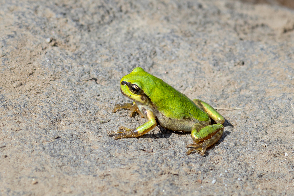 Japanese Tree Frog from 1308 Hakushūchō Shirasu, Hokuto, Yamanashi 408 ...