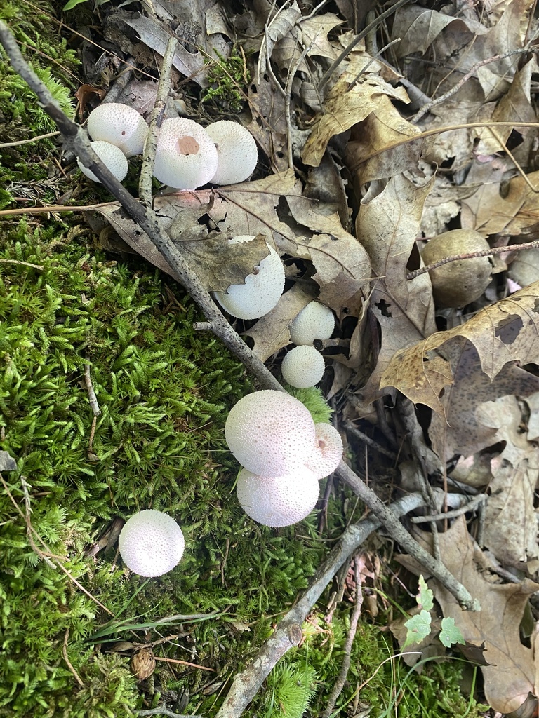 common puffball from Spiker Cemetery Rd, Nashville, IN, US on August 13 ...